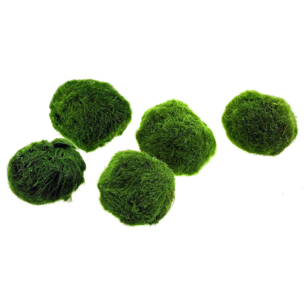Cladophora - Pianta Acquario Alga Palla Verde - ToPlant