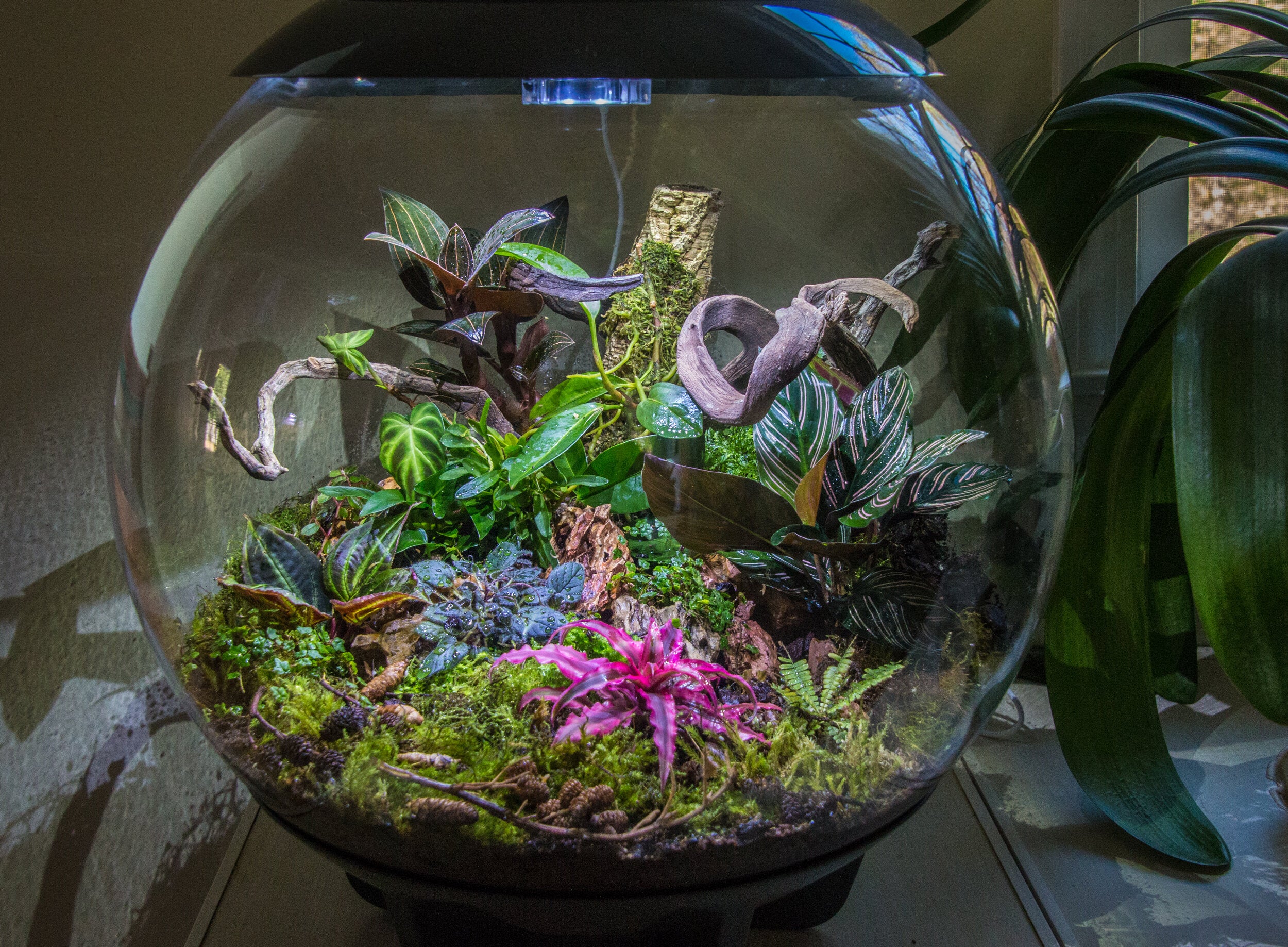 Oase BIORB AIR 60 – ToPlant