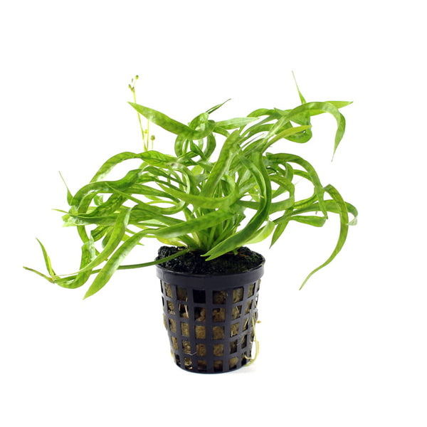 Echinodorus Vesuvius - Pianta Decorativa Acquario | ToPlant